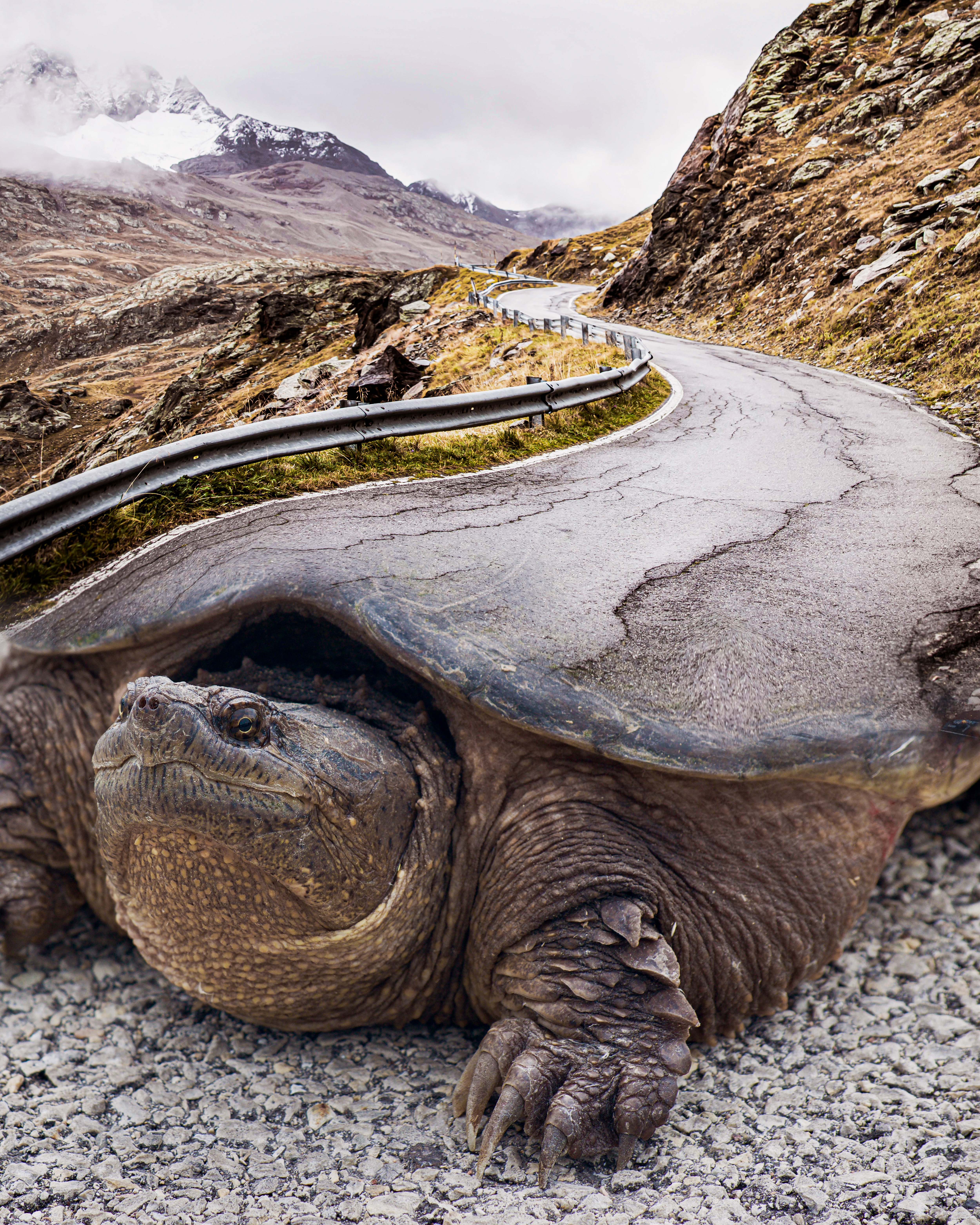 Turtle Road | Foundation