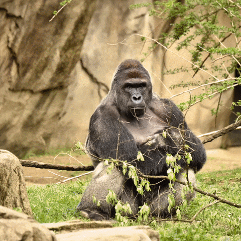 HARAMBE: LEGENDS | Foundation