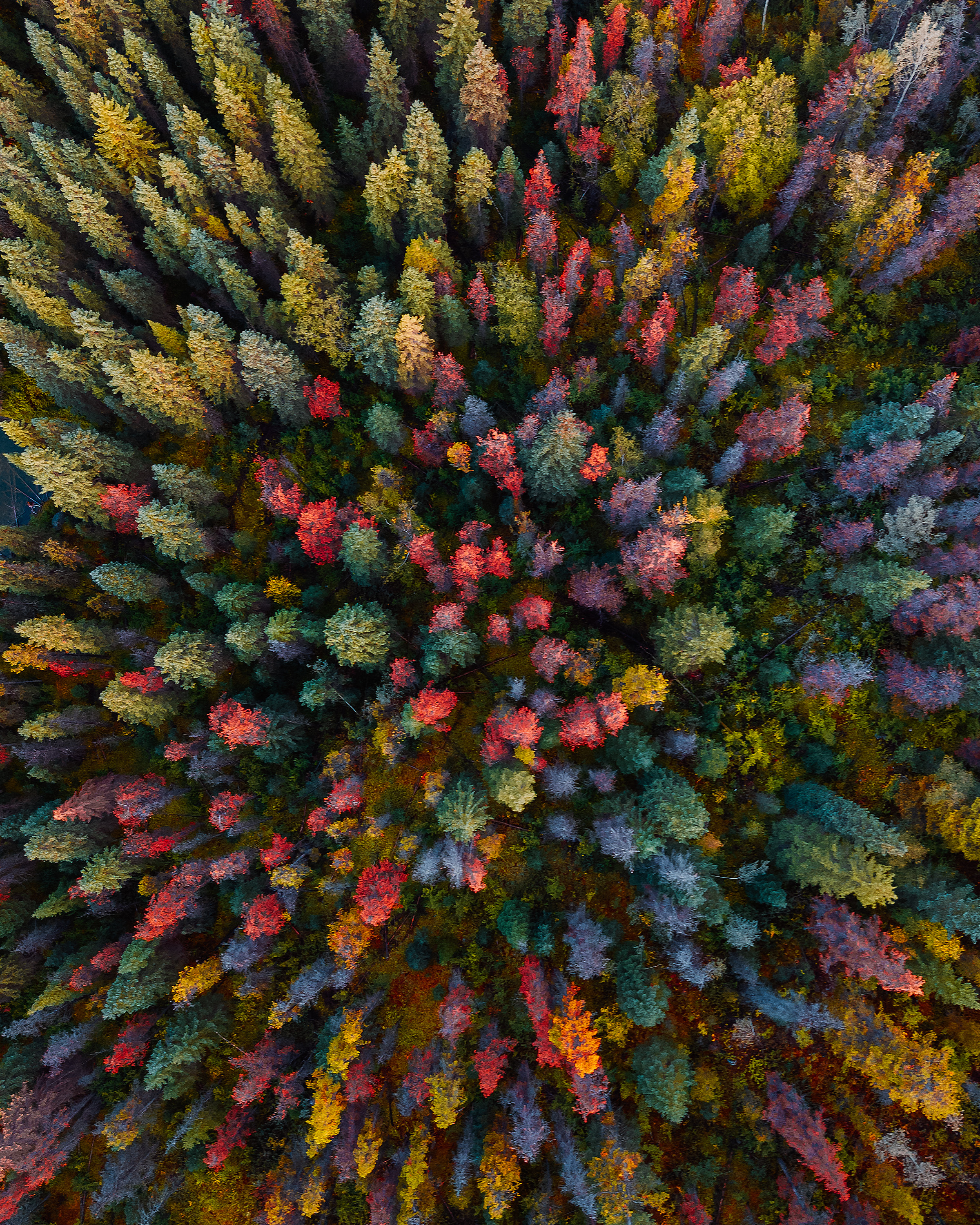 Canadian Color Trees | Foundation