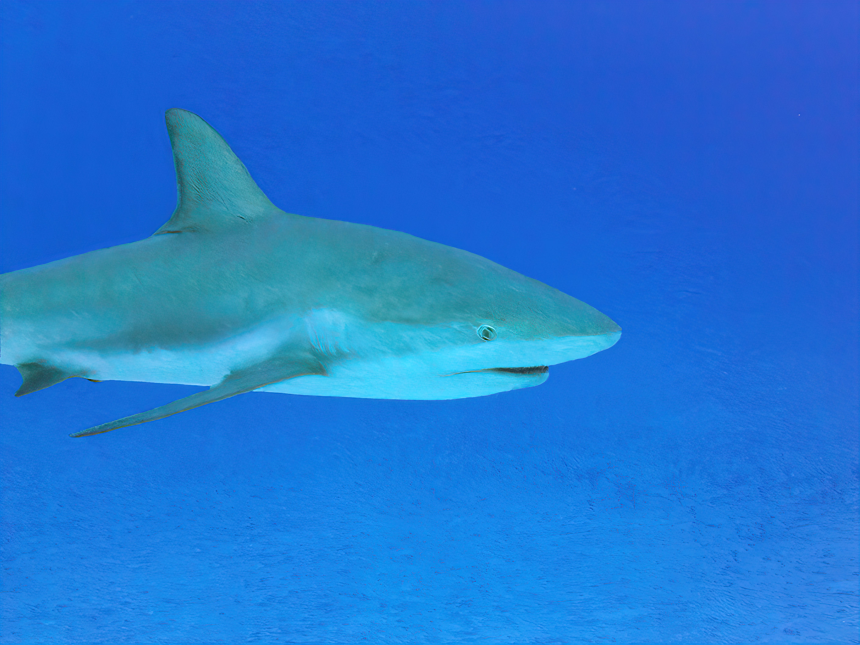 Lone Shark | Foundation