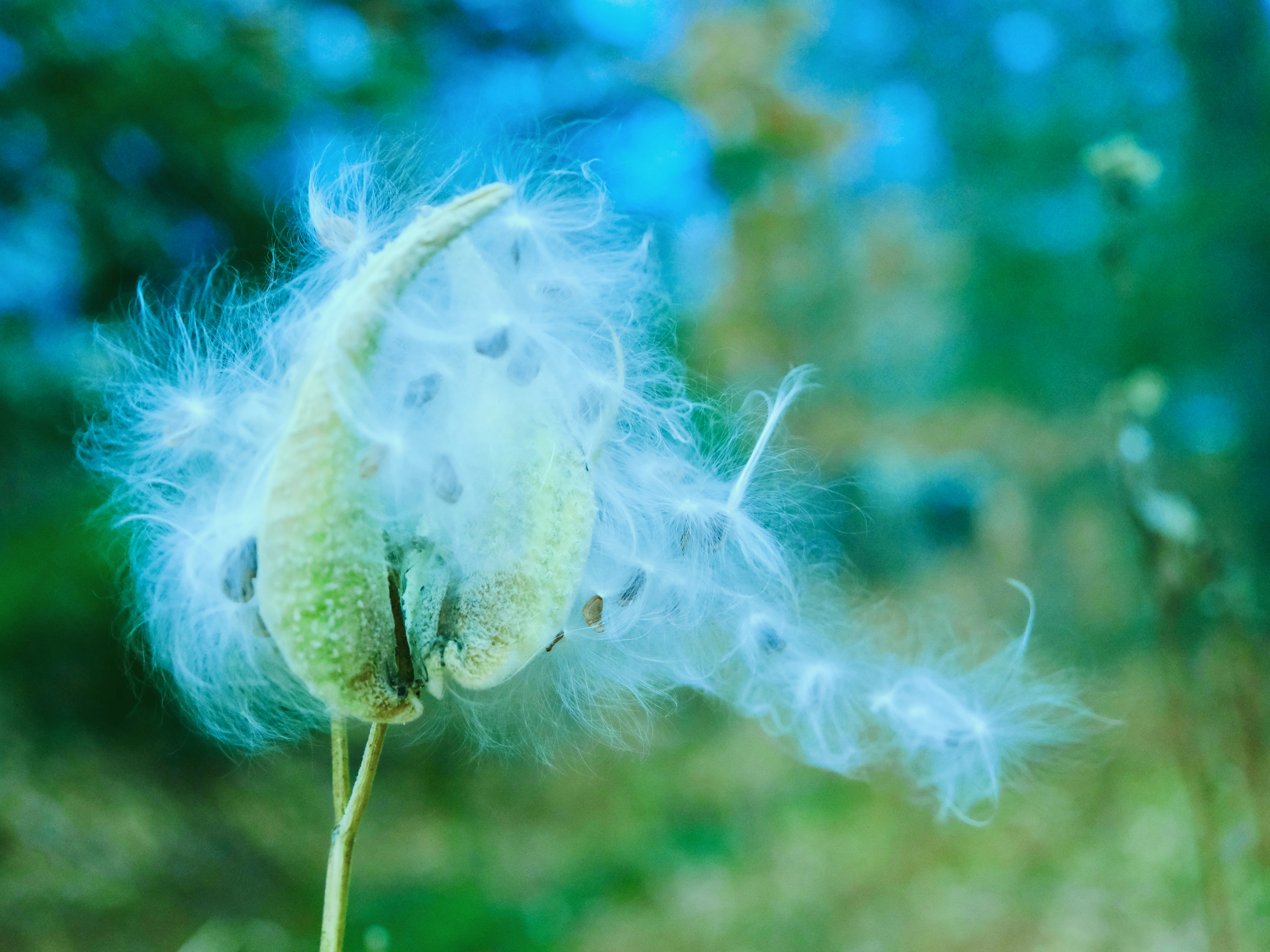 Milkweed Fluff | Foundation