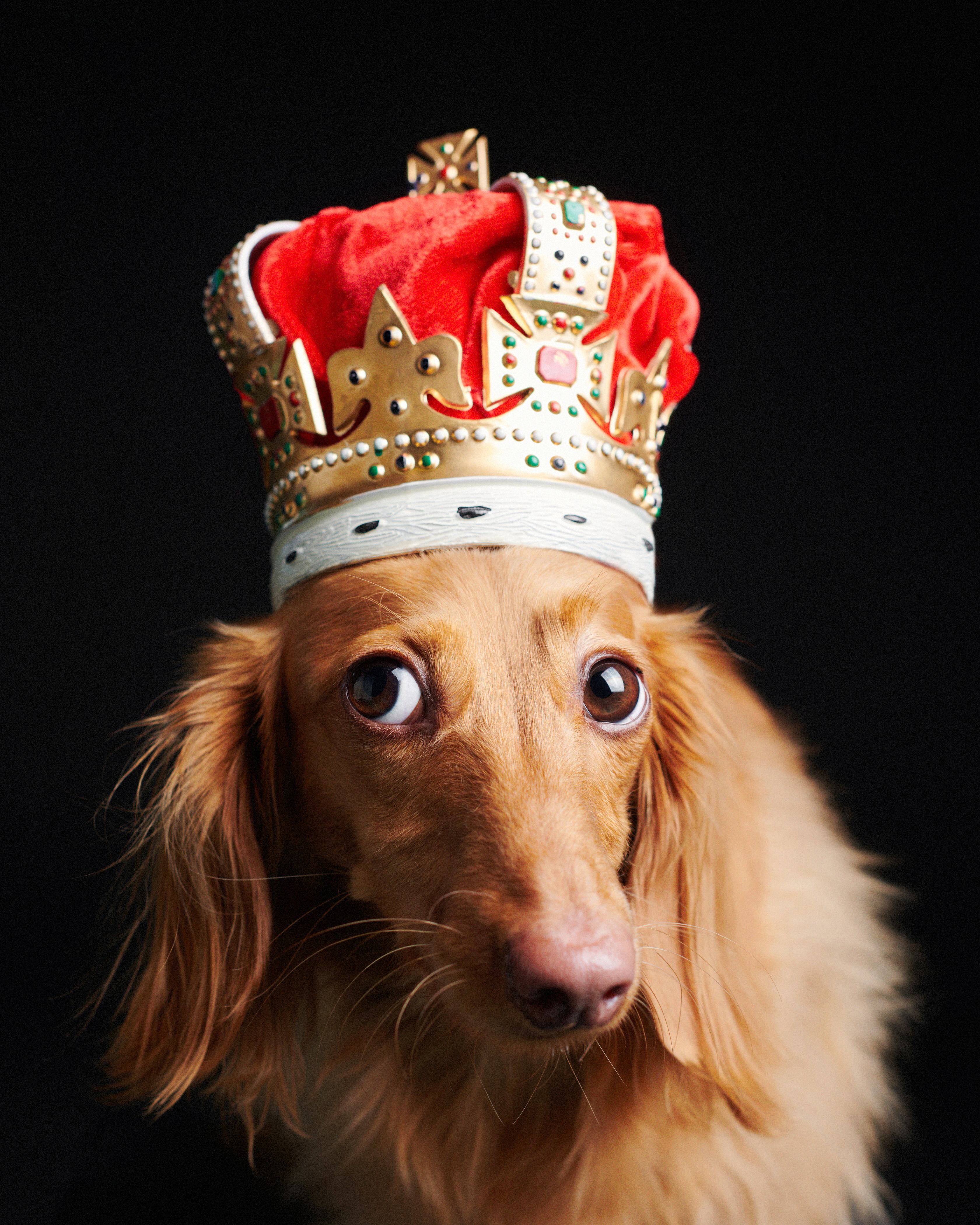 Royal Dog VIII | Foundation