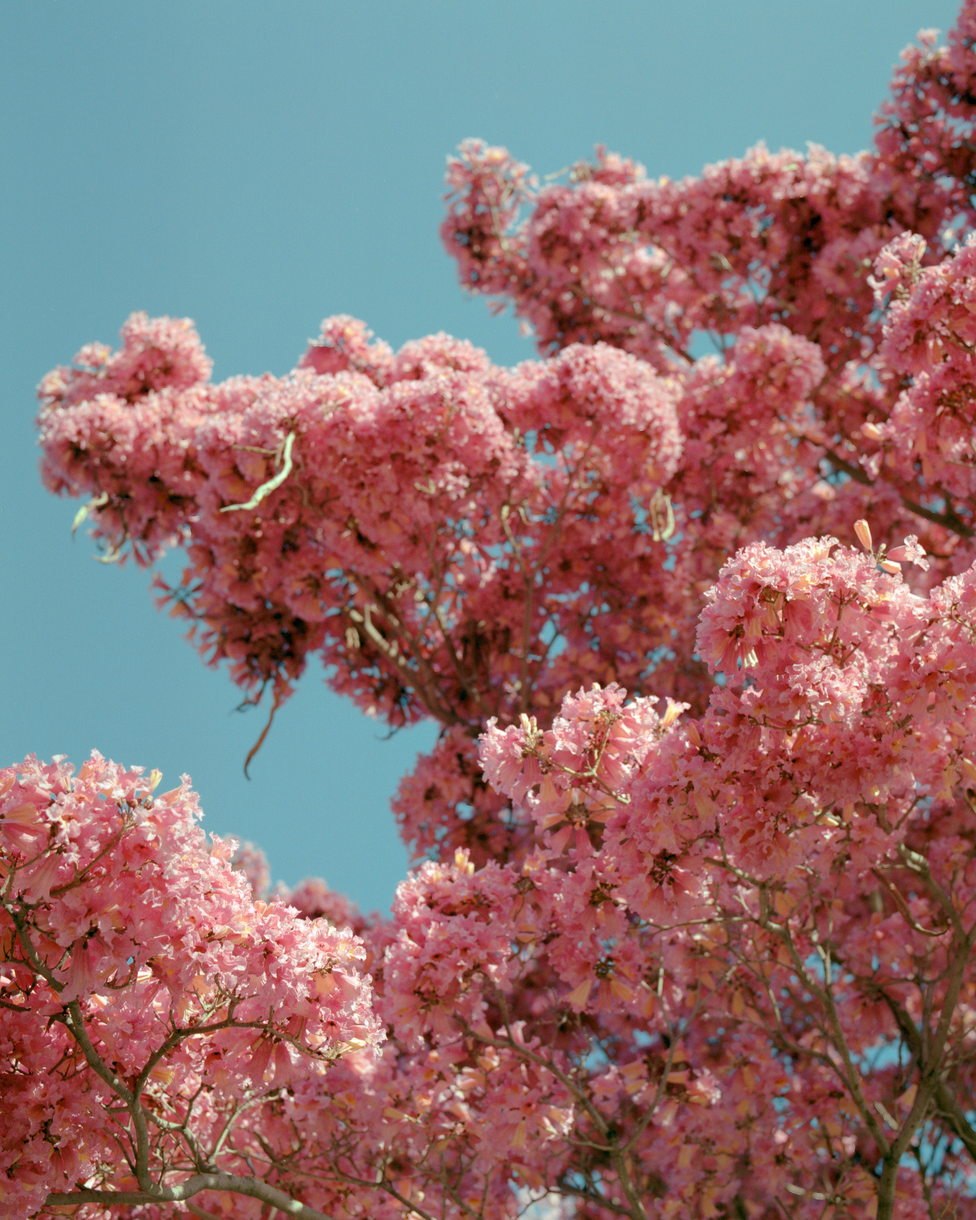 Babylon Pink | Foundation