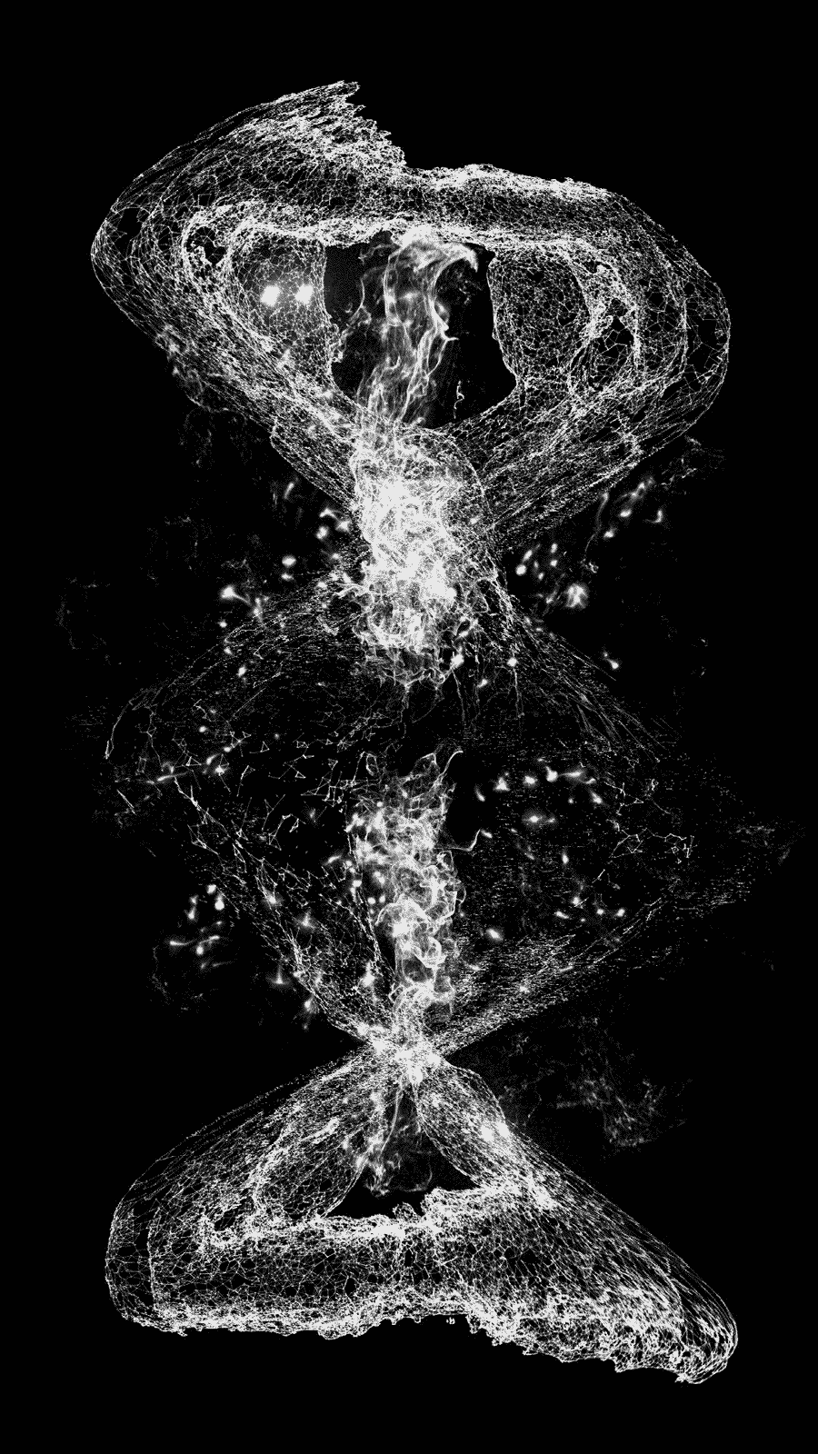 Neoteny | Foundation